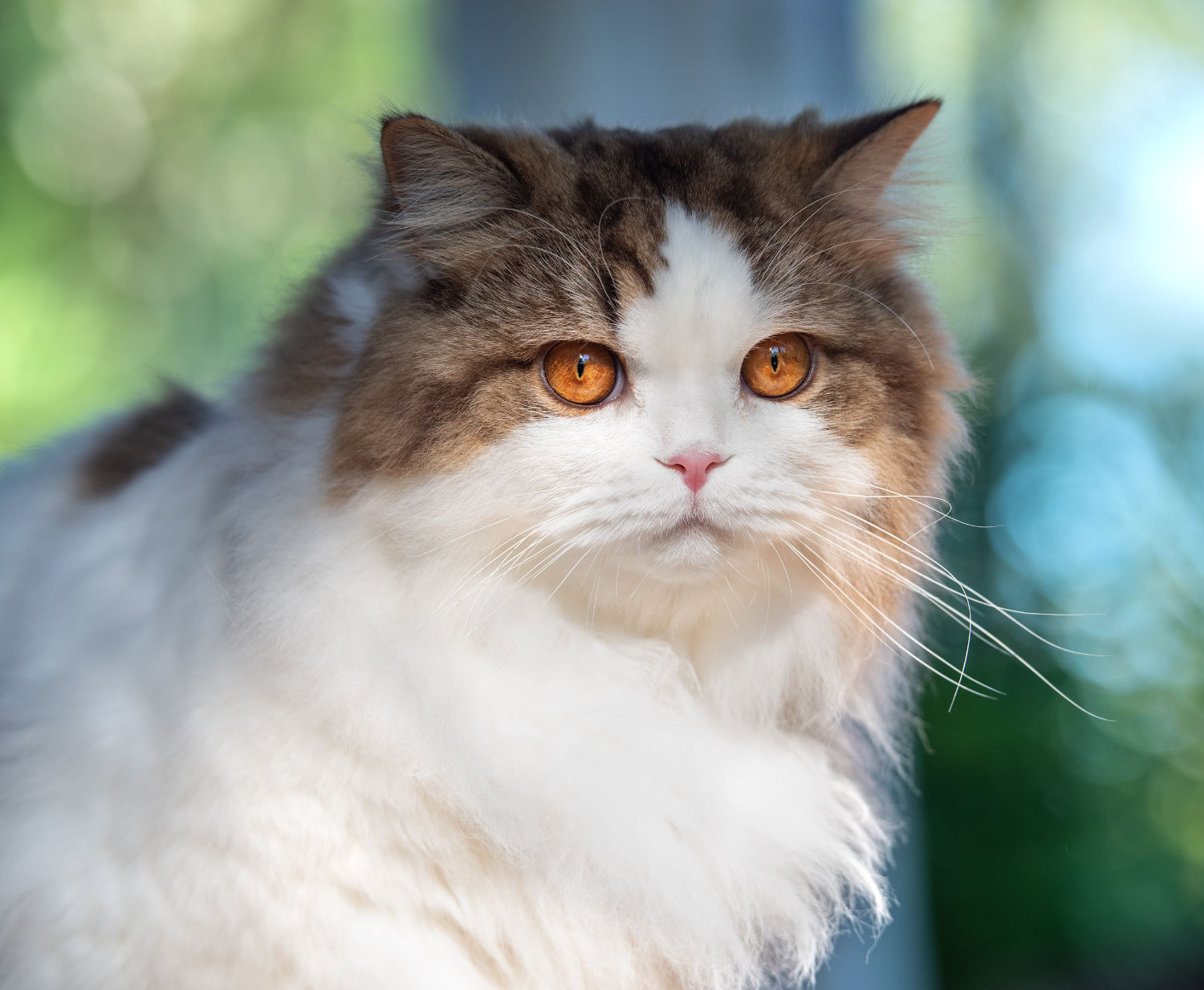 Conseils pour l'adoption d'un chat de race | Terre féline
